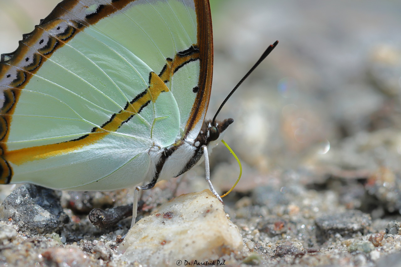 Natura Himalayas | About Himalayan biodiversity, focusing on flowering ...
