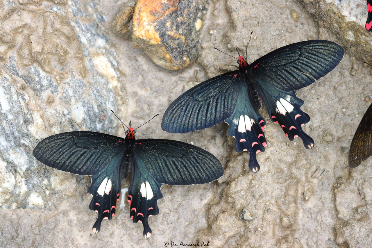 Swallowtail butterflies of Rimbi, Sikkim: Part 1 | Natura Himalayas