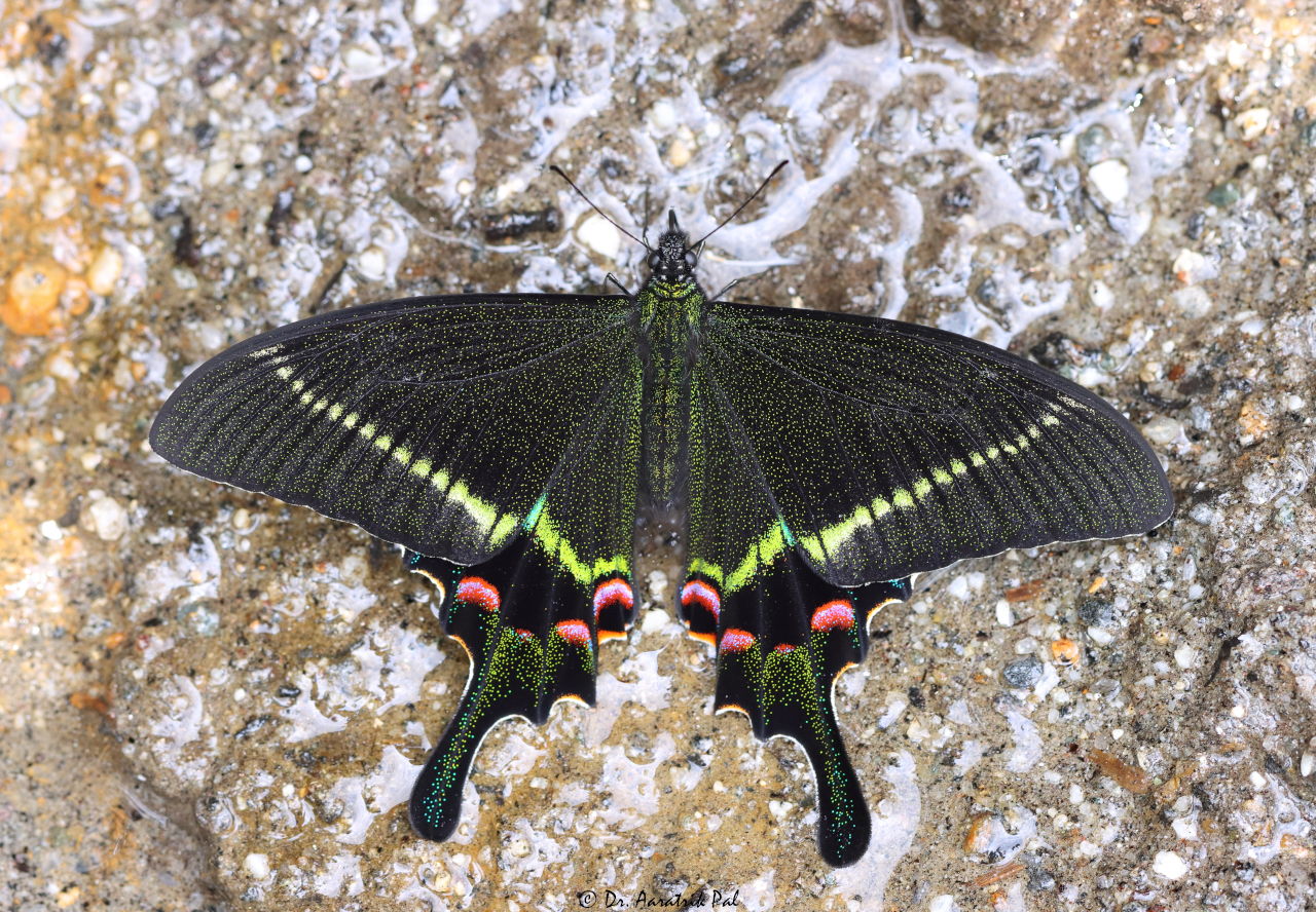Swallowtail butterflies of Rimbi, Sikkim: Part 1 | Natura Himalayas